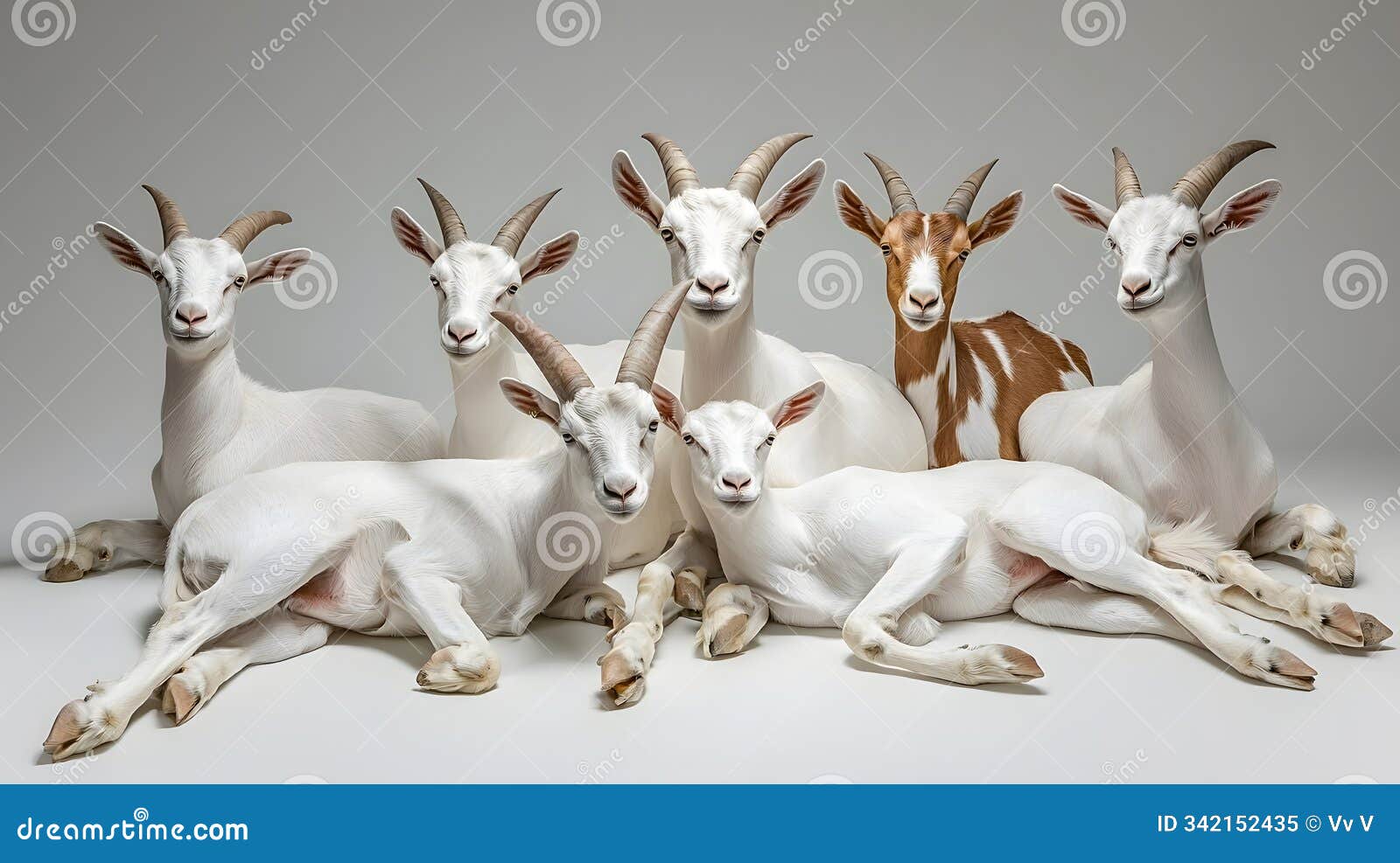 Group of Seven Goats Relaxing Together Stock Illustration ...
