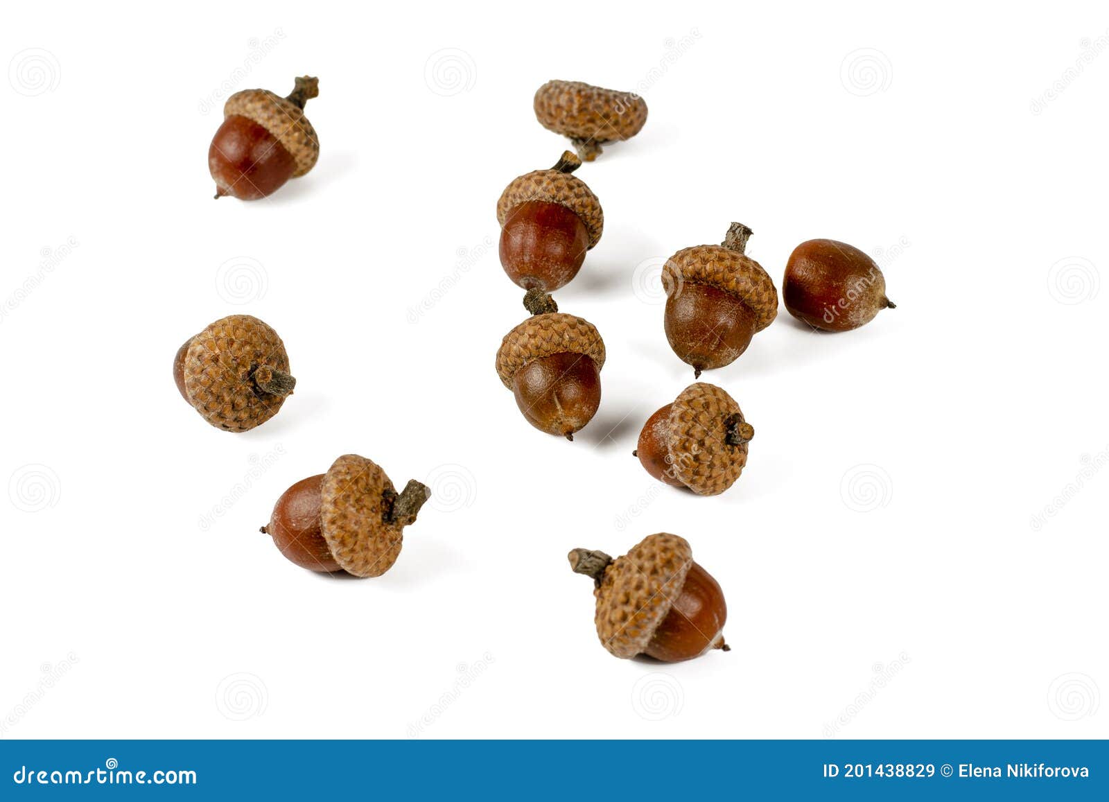 Group of Several Acorns Isolated on White Background Stock Image ...
