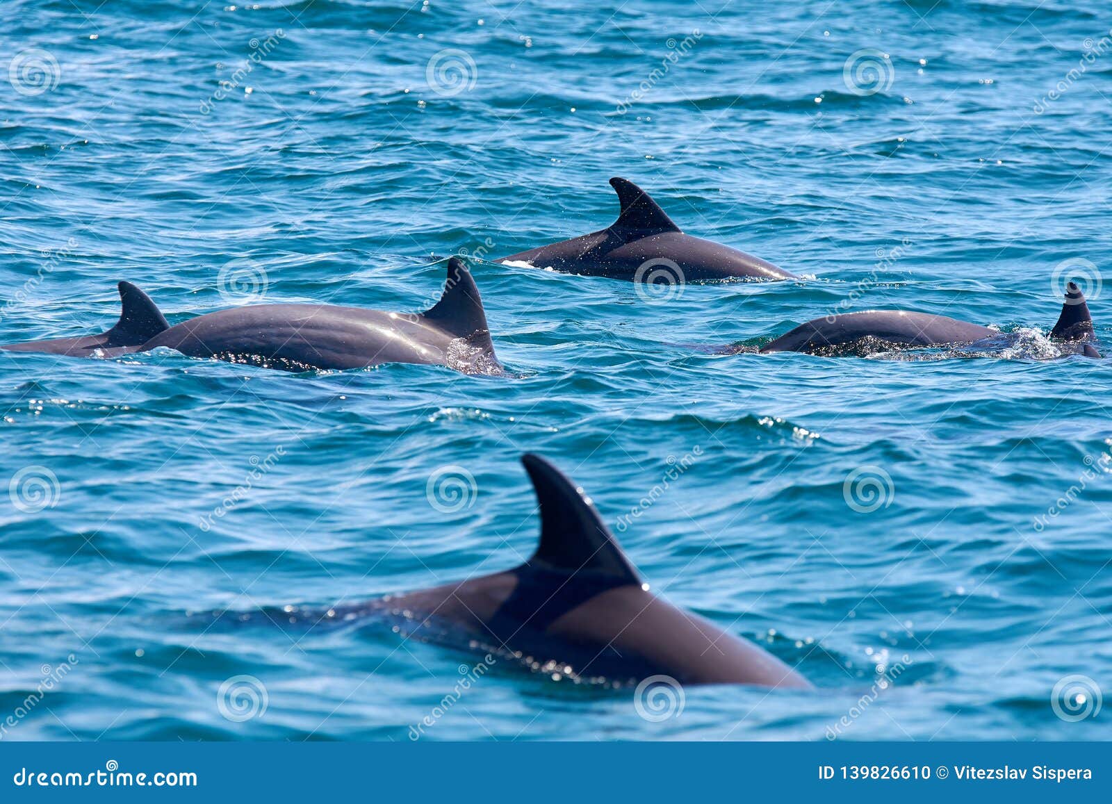 A Group of Several Dolphins Floating, Jumping and Diving in the Blue ...