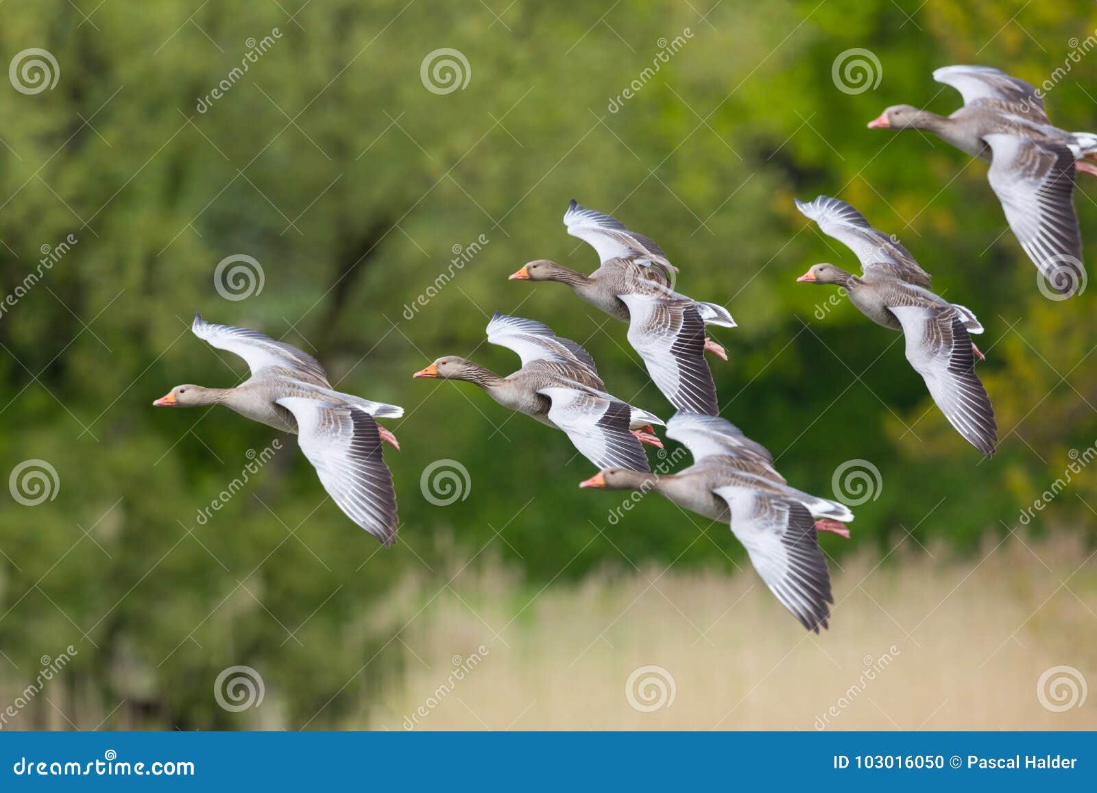 Group of Several Flying Gray Geese Anser Anser with Green Tree Stock ...