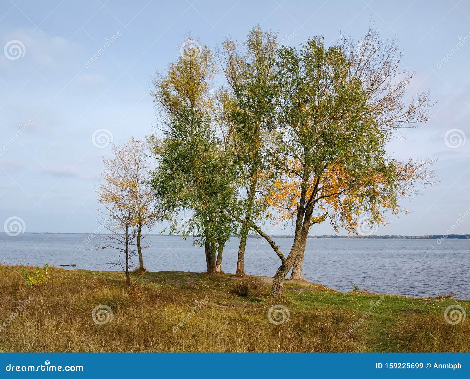 Group of Trees on the Shore of Reservoir in Autumn Stock Image - Image ...