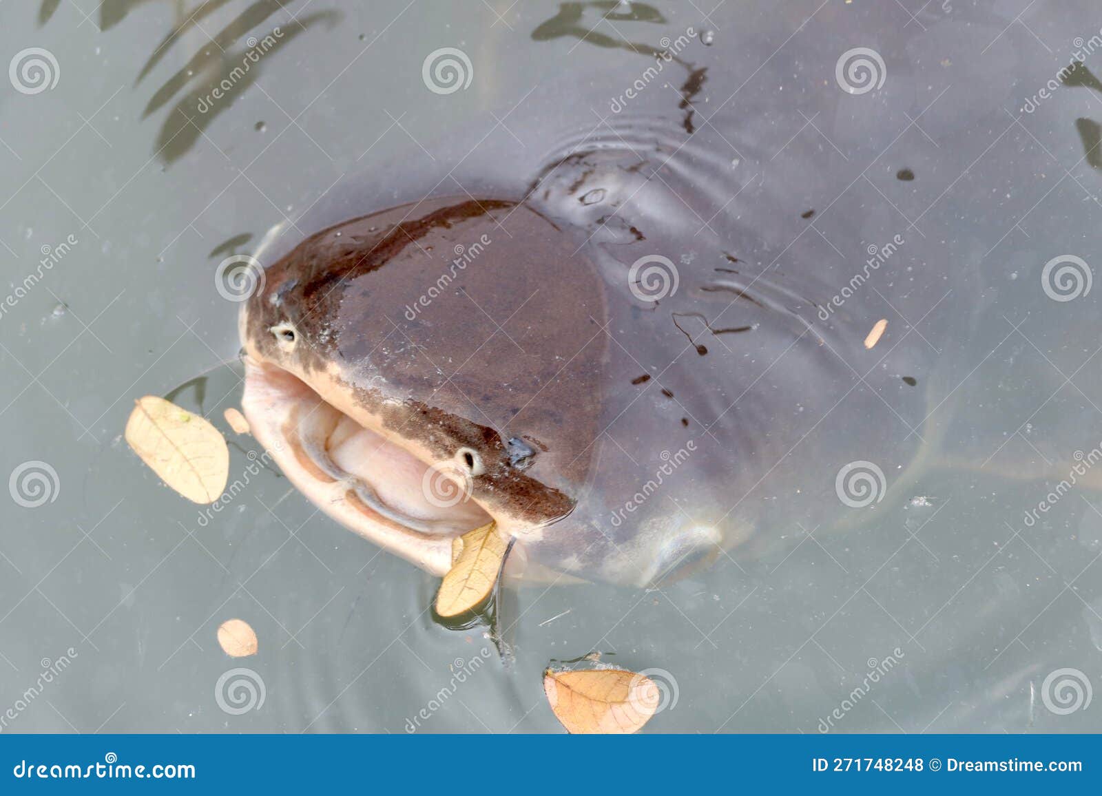 Group of Catfish in Thailand Stock Photo - Image of destination, parks ...