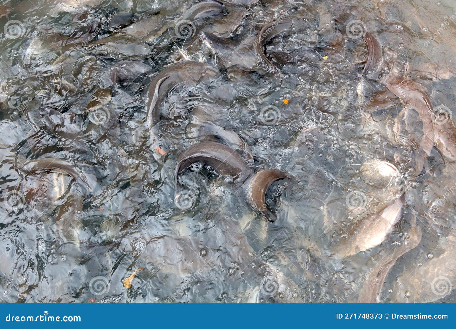 Group of Catfish in Thailand Stock Image - Image of safari, animals ...