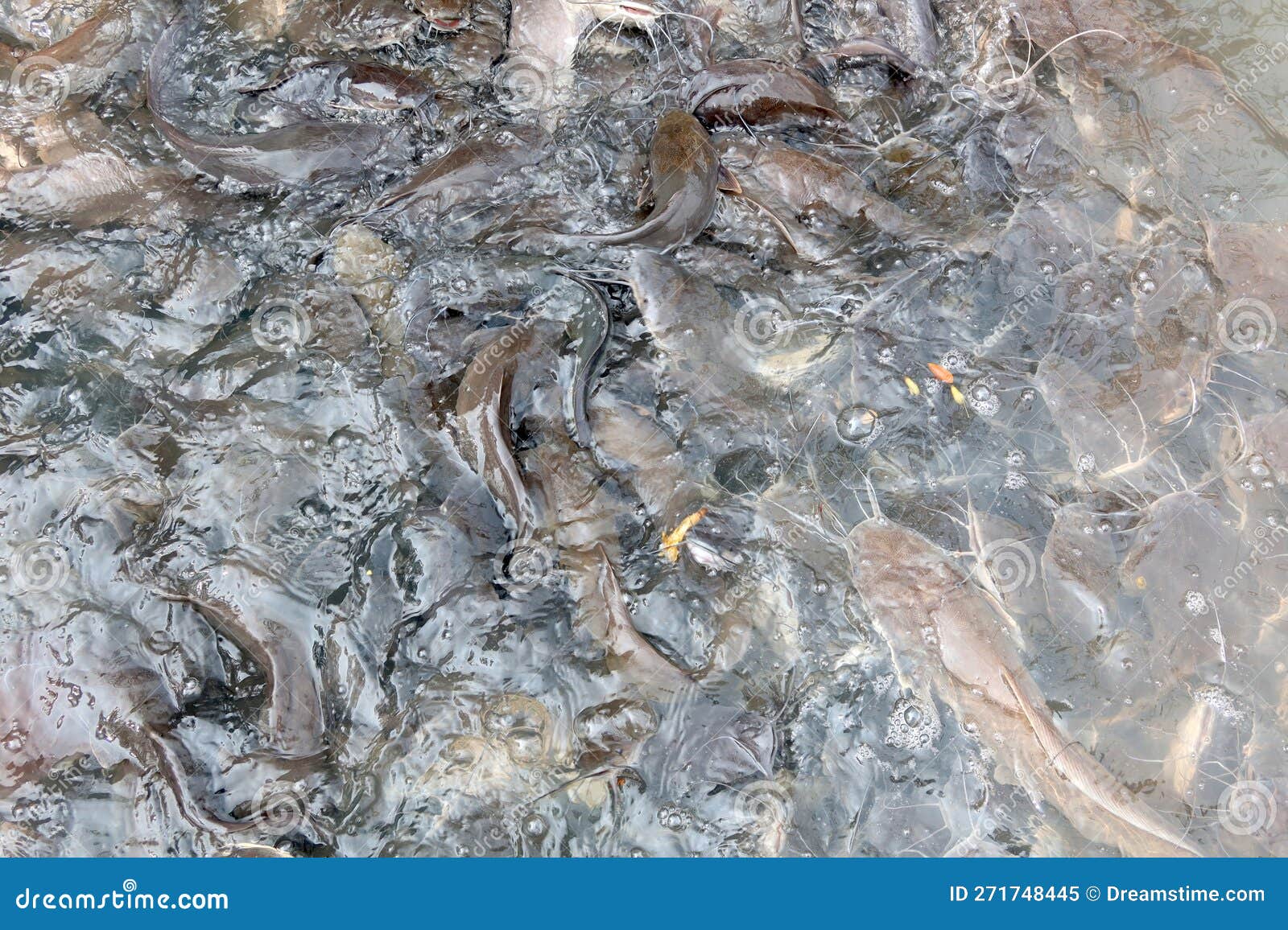 Group of Catfish in Thailand Stock Image - Image of veld, conservation ...