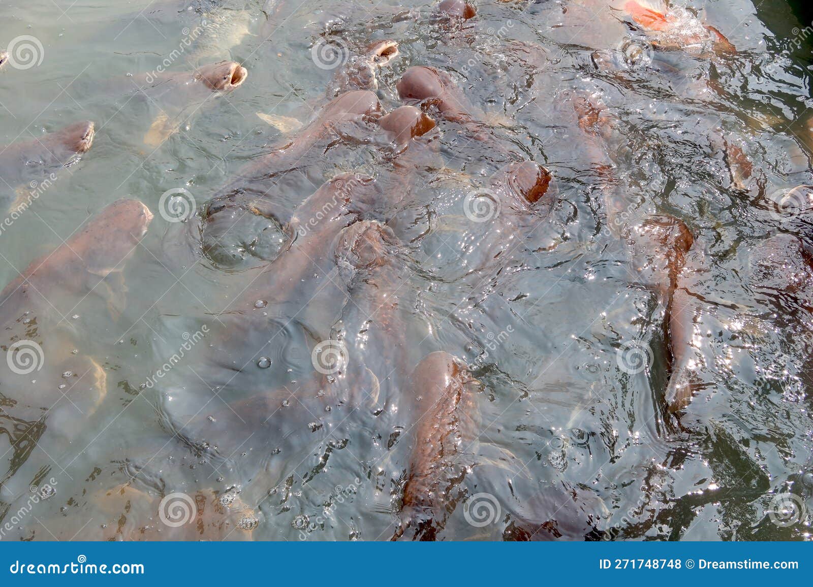 Group of Catfish in Thailand Stock Photo - Image of angling, adventure ...