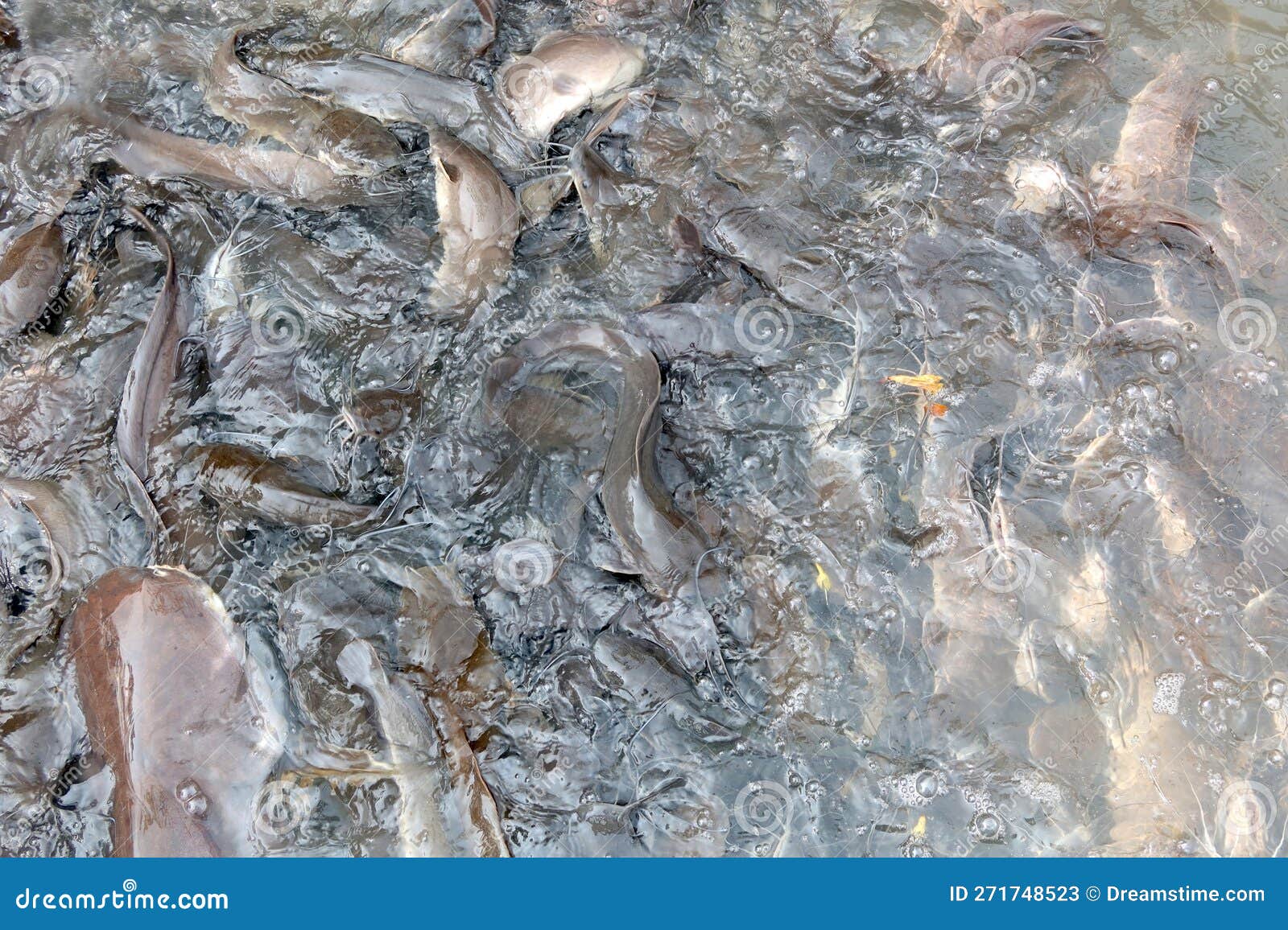 Group of Catfish in Thailand Stock Image - Image of game, animal: 271748523