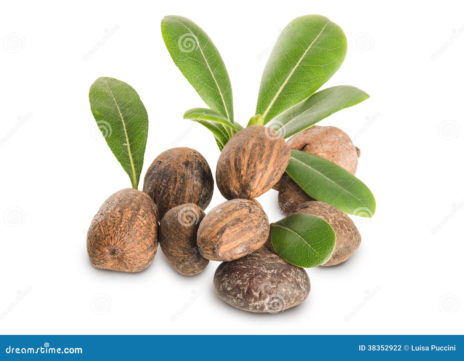 Group of Shea Nuts and Leaves Stock Photo - Image of shea, africa: 38352922
