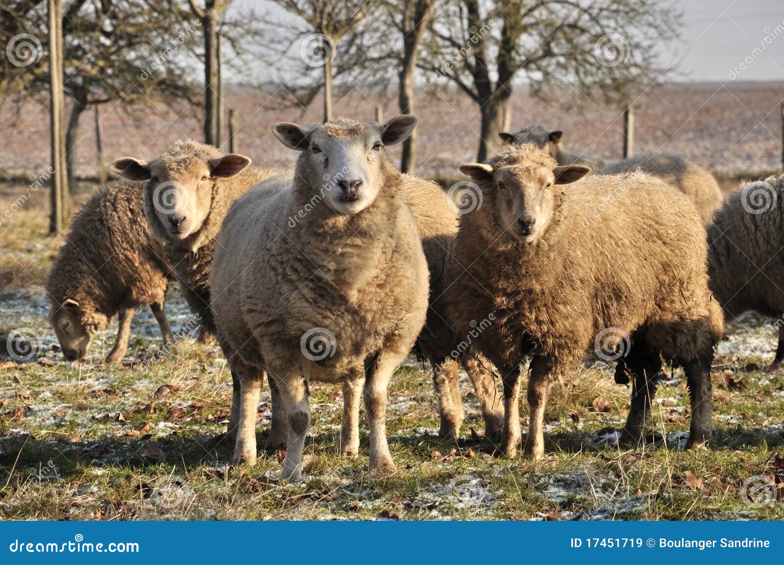 Group of sheep stock image. Image of firm, wool, farmhouse - 17451719