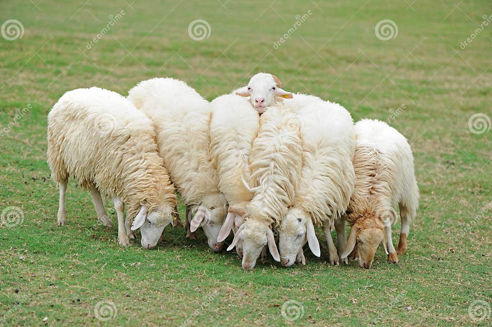 Group of sheep stock image. Image of adorable, country - 20867347