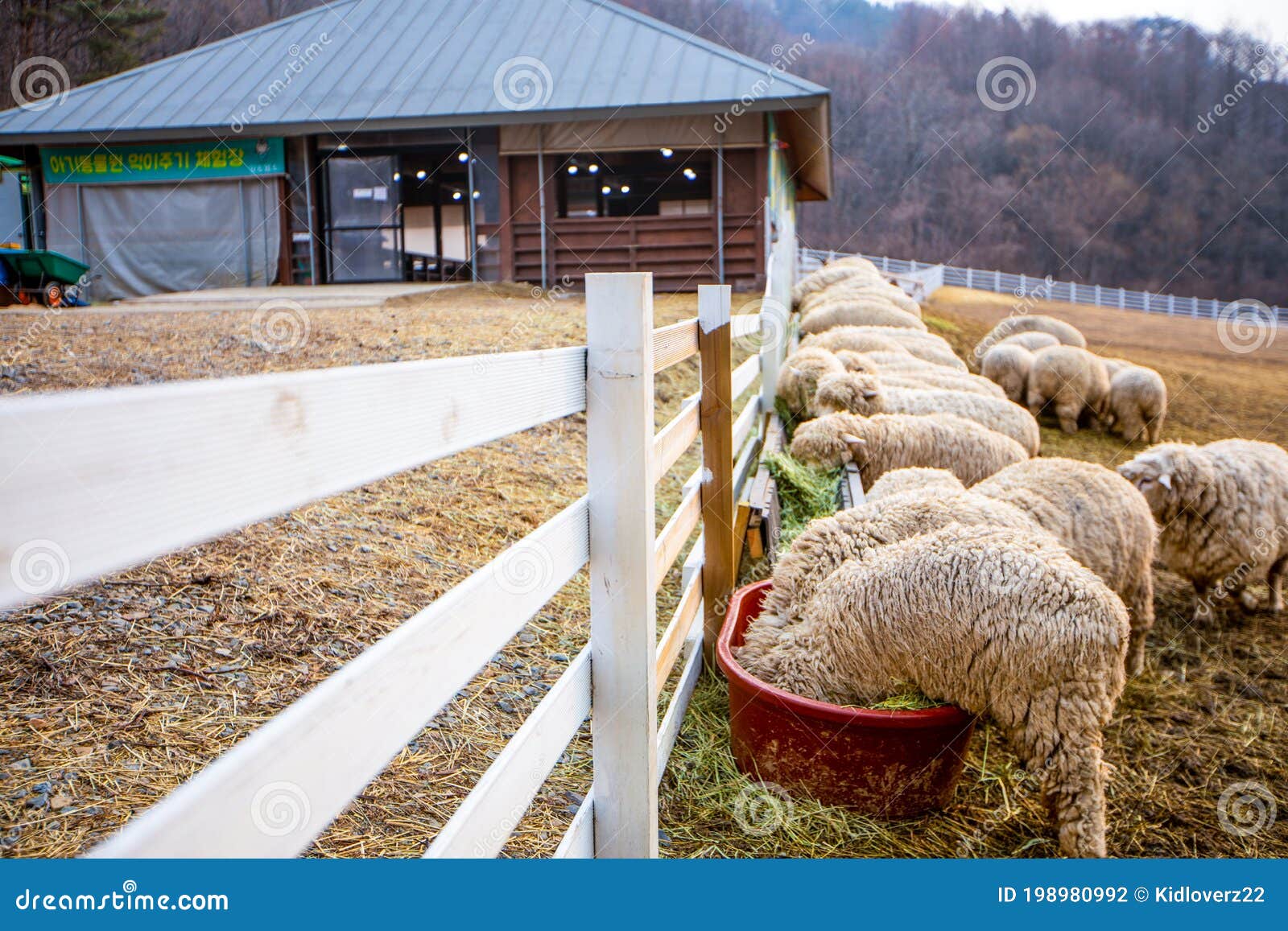 Pyeongchang, South Korea- March 2019:Group of Sheep Back Side Eating ...