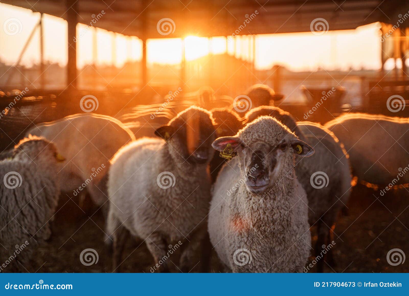 Group of Sheep in a Barn at Sunset Stock Image - Image of standing ...