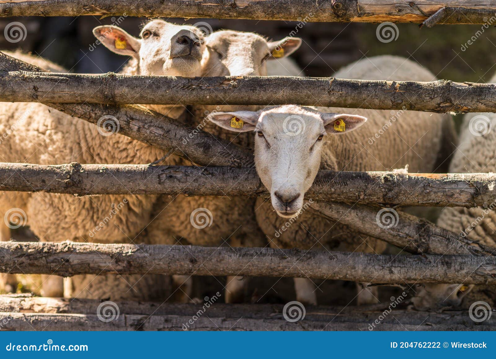 Group of Sheep Behind a Fence in the Pasture Stock Photo - Image of ...