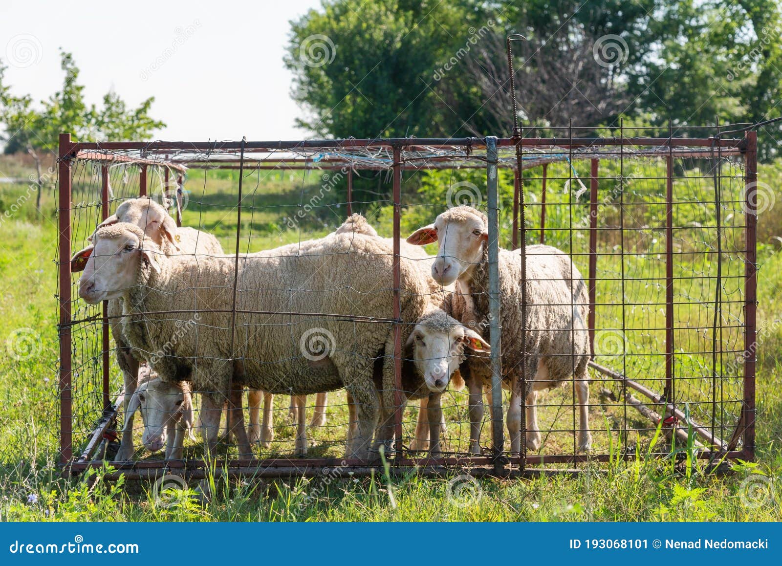 Group of Sheep with Ear Tags in Sheepfold. Sheep Graze on the Grass ...