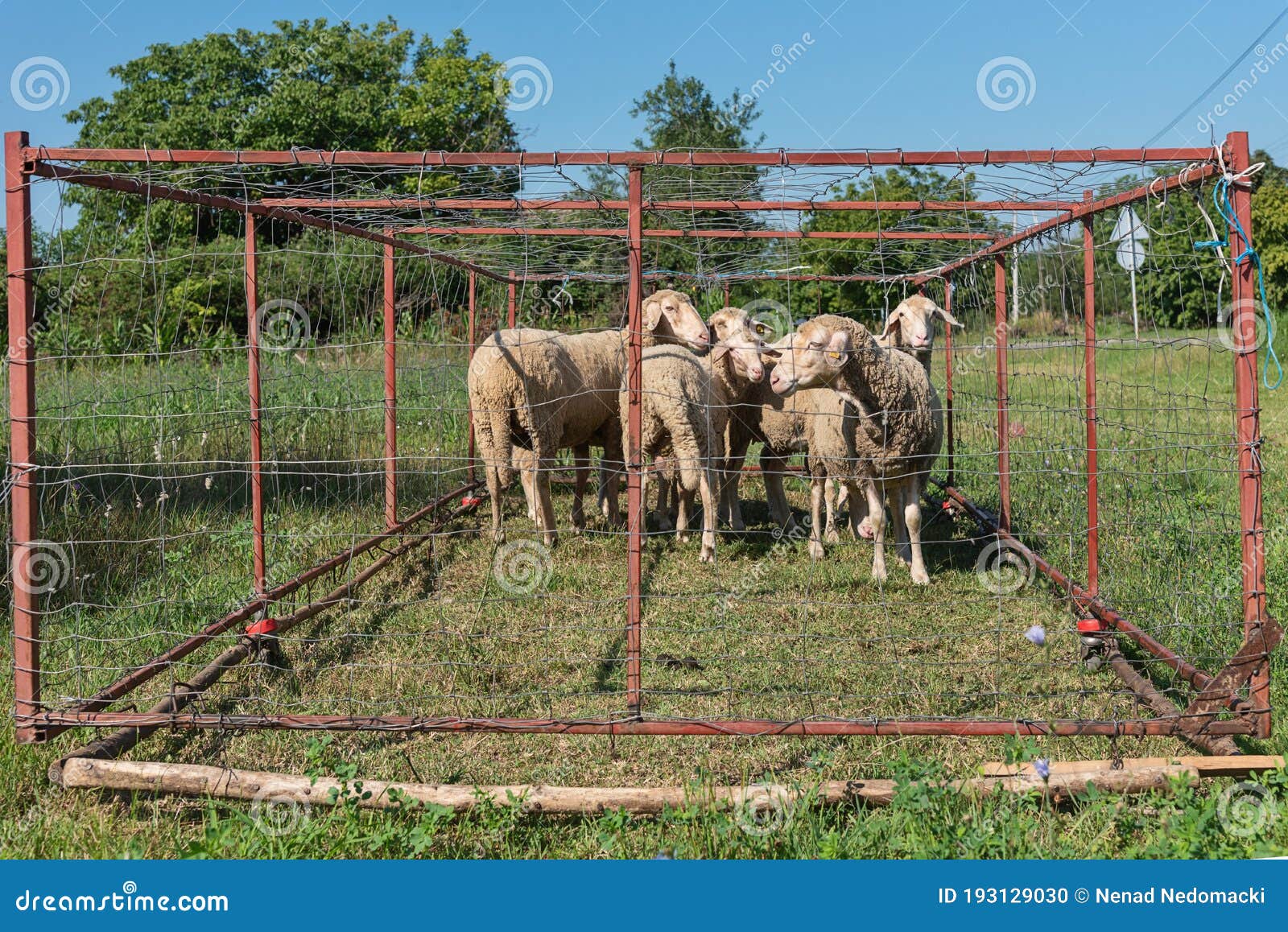 Group of Sheep with Ear Tags in Sheepfold. Sheep Graze on the Grass ...