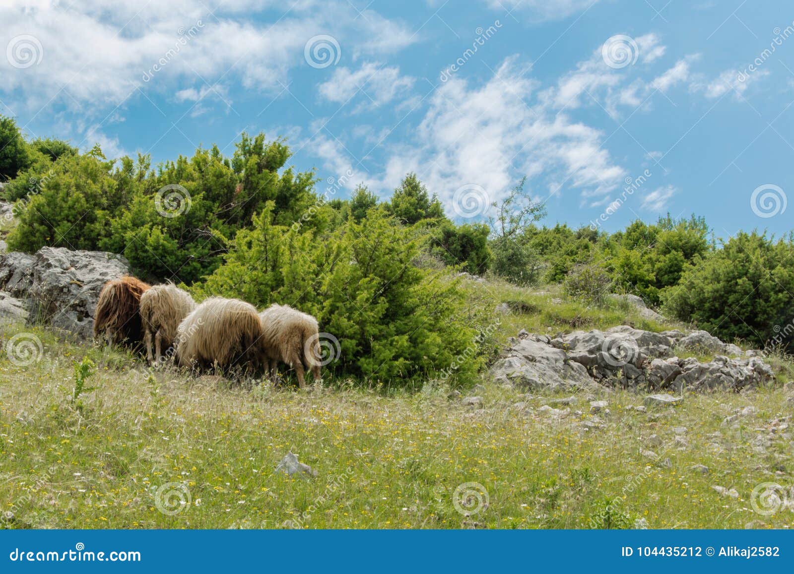 Group of Sheep are Eating the Bush Stock Photo - Image of eating, meat ...