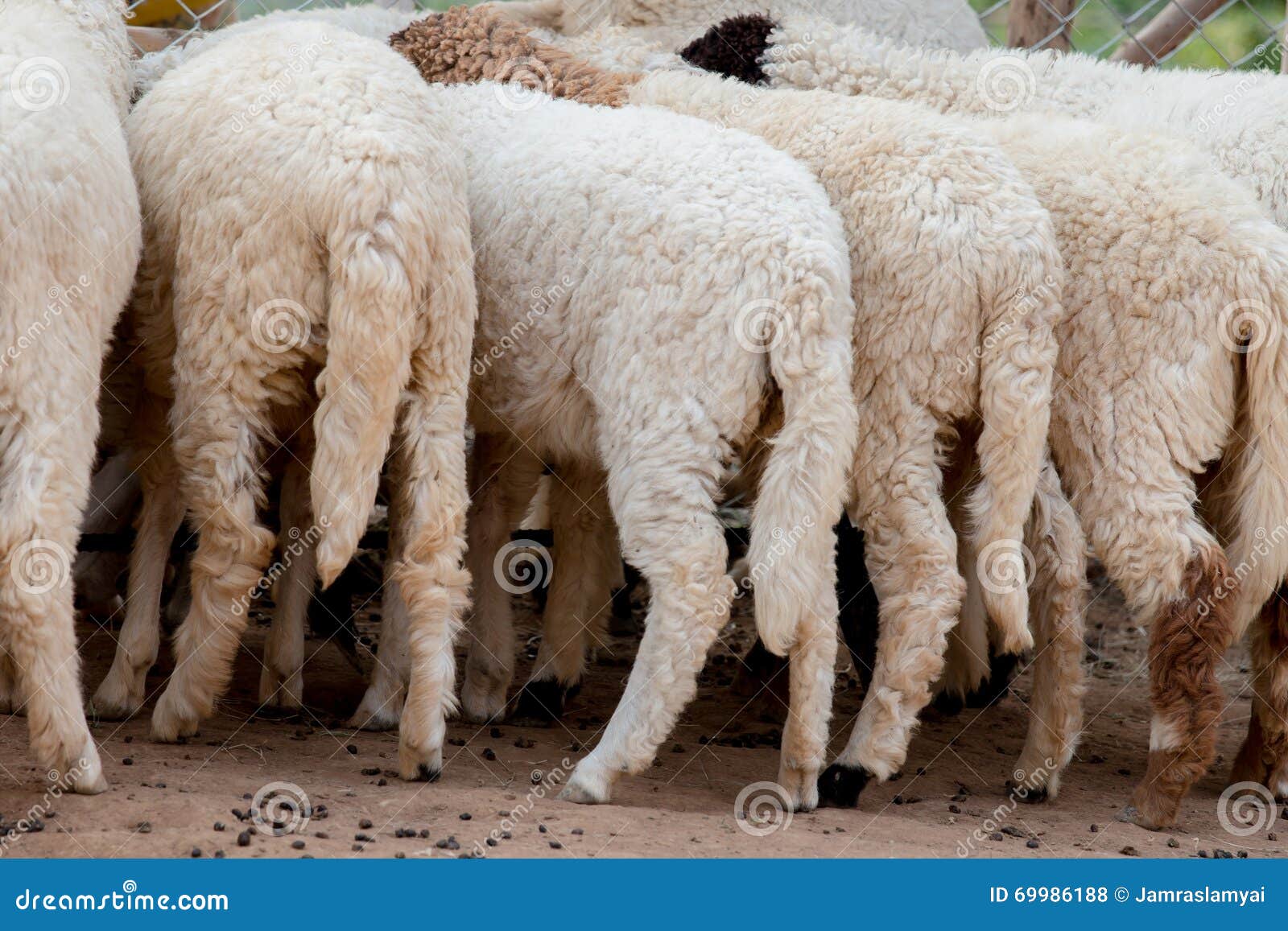 Group Of Sheep Grazing In Paddock At Farm. Flock Of Sheep On Green ...