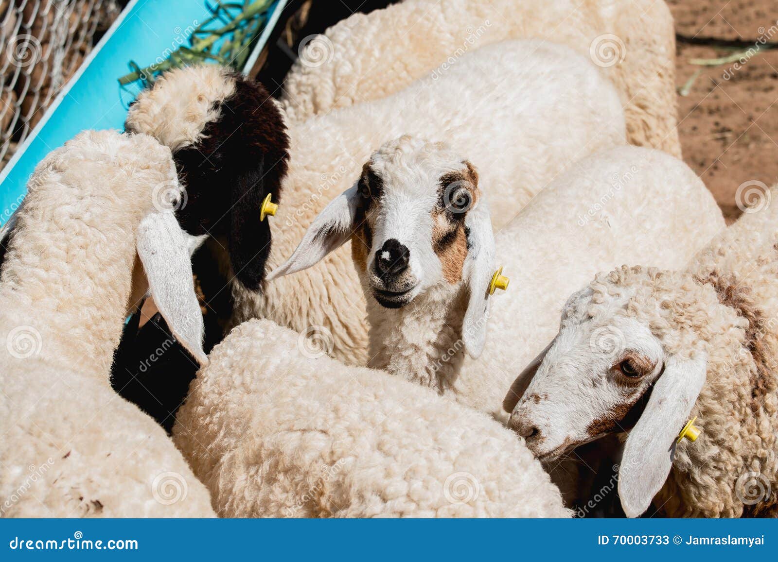 Group Of Sheep Stock Image | CartoonDealer.com #48482161