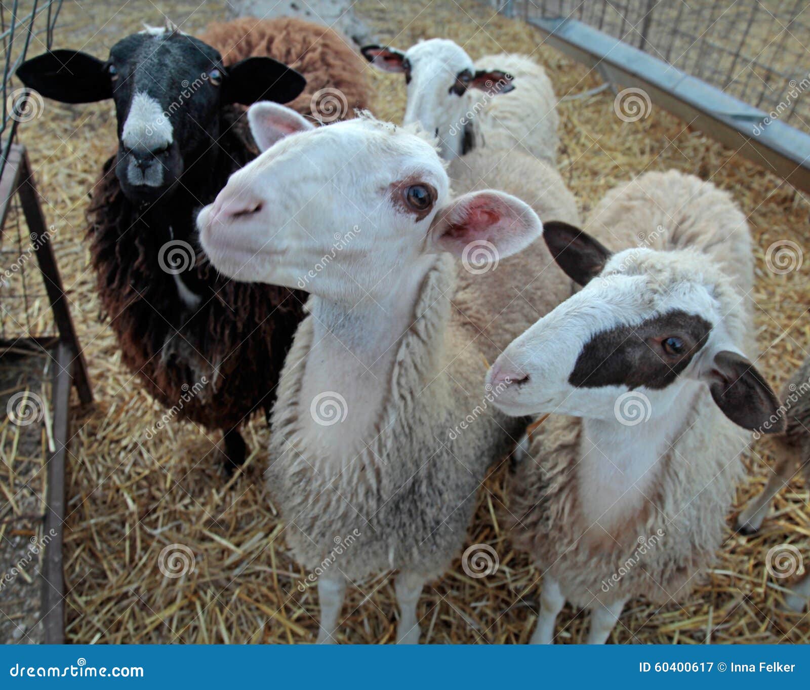 Group of sheep in farm stock image. Image of life, farming - 60400617