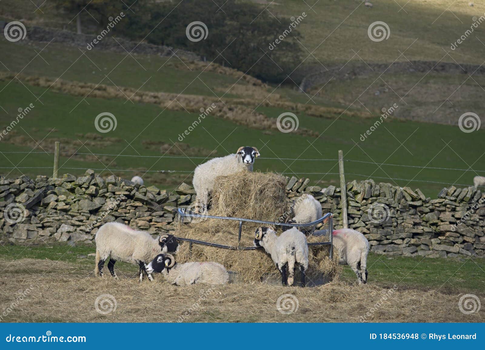 A Group of Sheep Feed on Hay in Sunlight Stock Photo - Image of farming ...