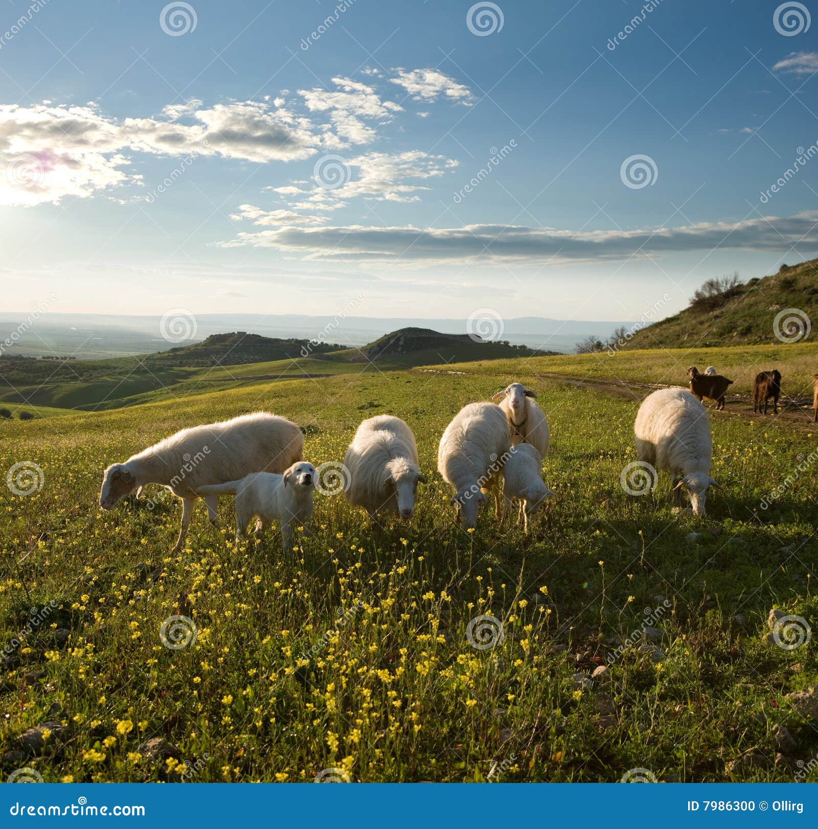 Group Sheep in Flowered Field To Su Stock Photo - Image of domestic ...