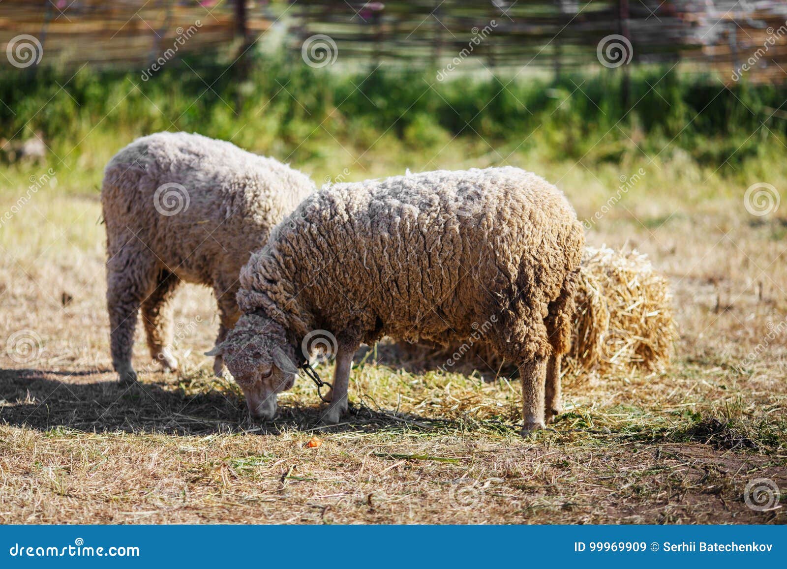 Group of Sheep in the Village Stock Image - Image of adult, hayfield ...