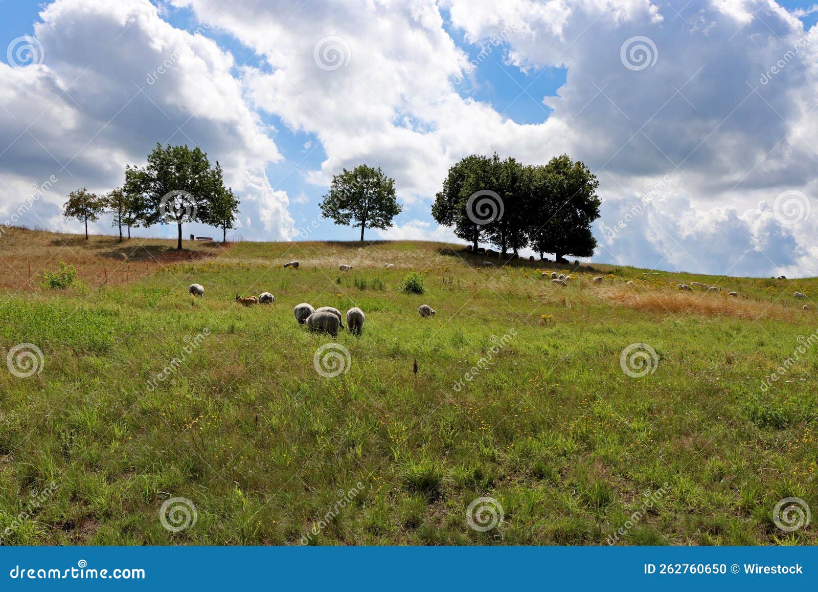 Group of Sheep Grazing in the Field Stock Photo - Image of travel ...
