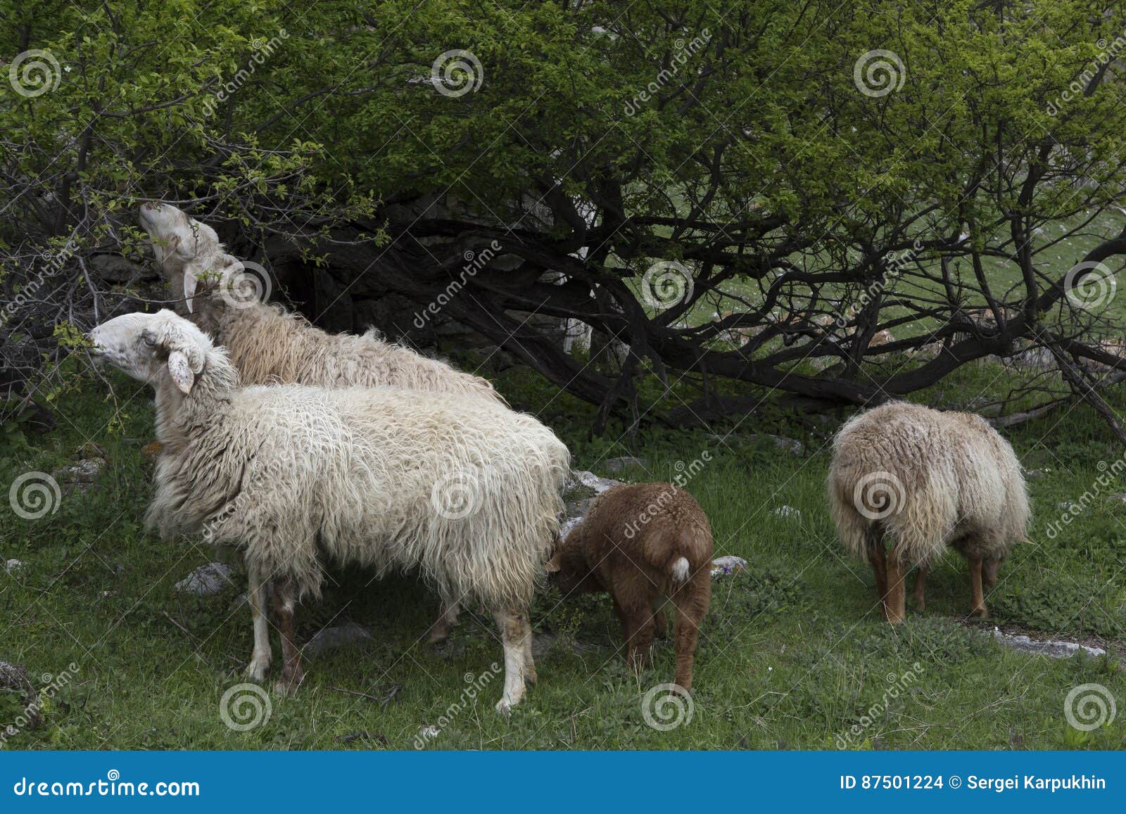Group of Sheep Grazing Under a Tree. Stock Photo - Image of caucasus ...