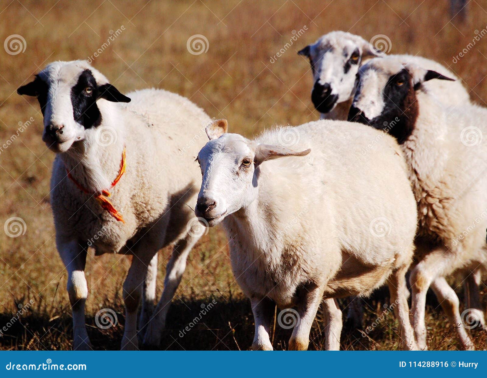 A Group Of Sheep At Grassland Royalty-Free Stock Photography ...