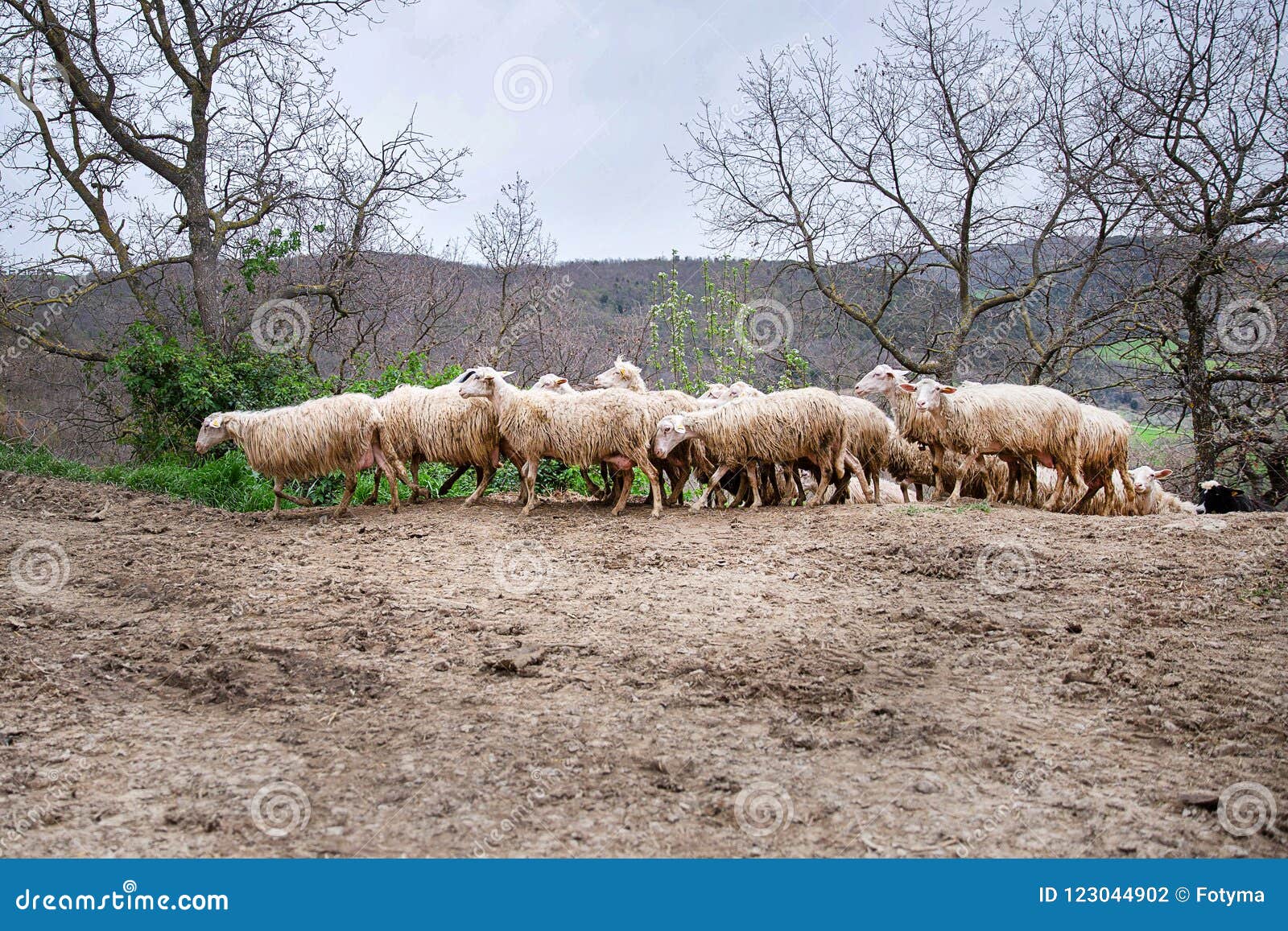 Group of sheep stock photo. Image of herd, ground, lamb - 123044902