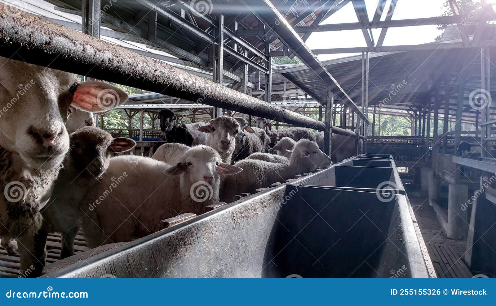 Group of Sheep Inside an Industrial Farm Stock Photo - Image of ...