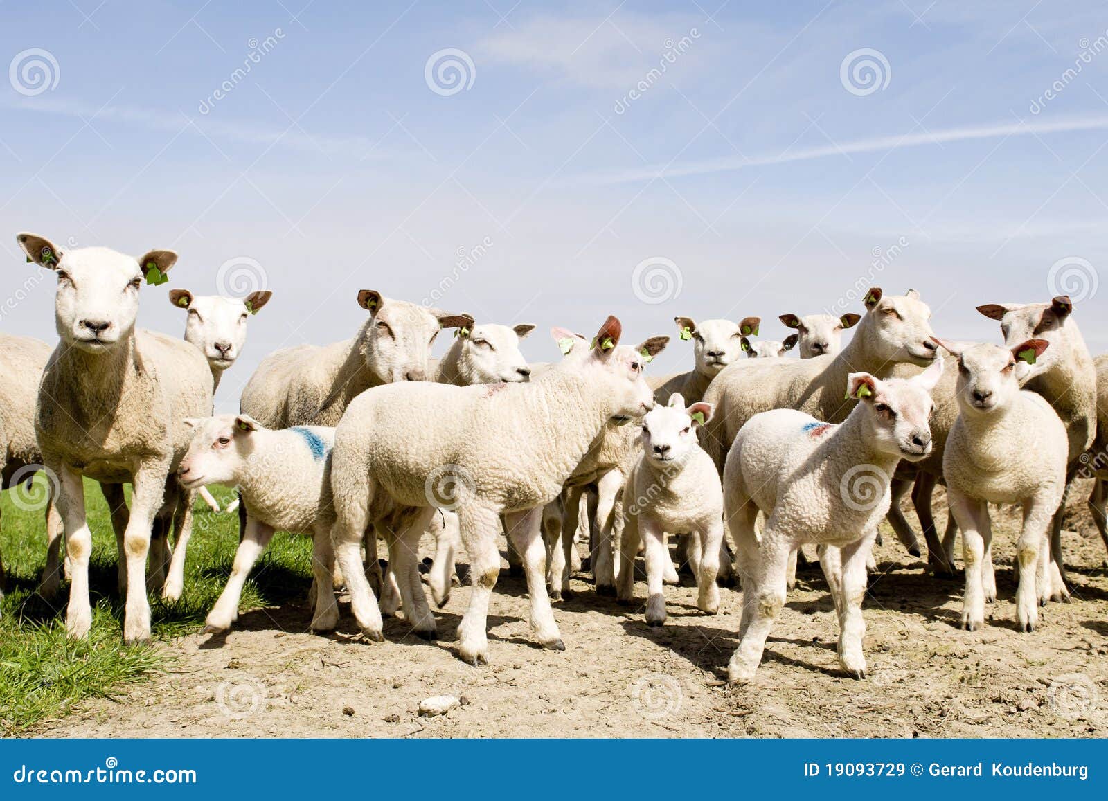 Group of sheep and lambs stock image. Image of animal - 19093729