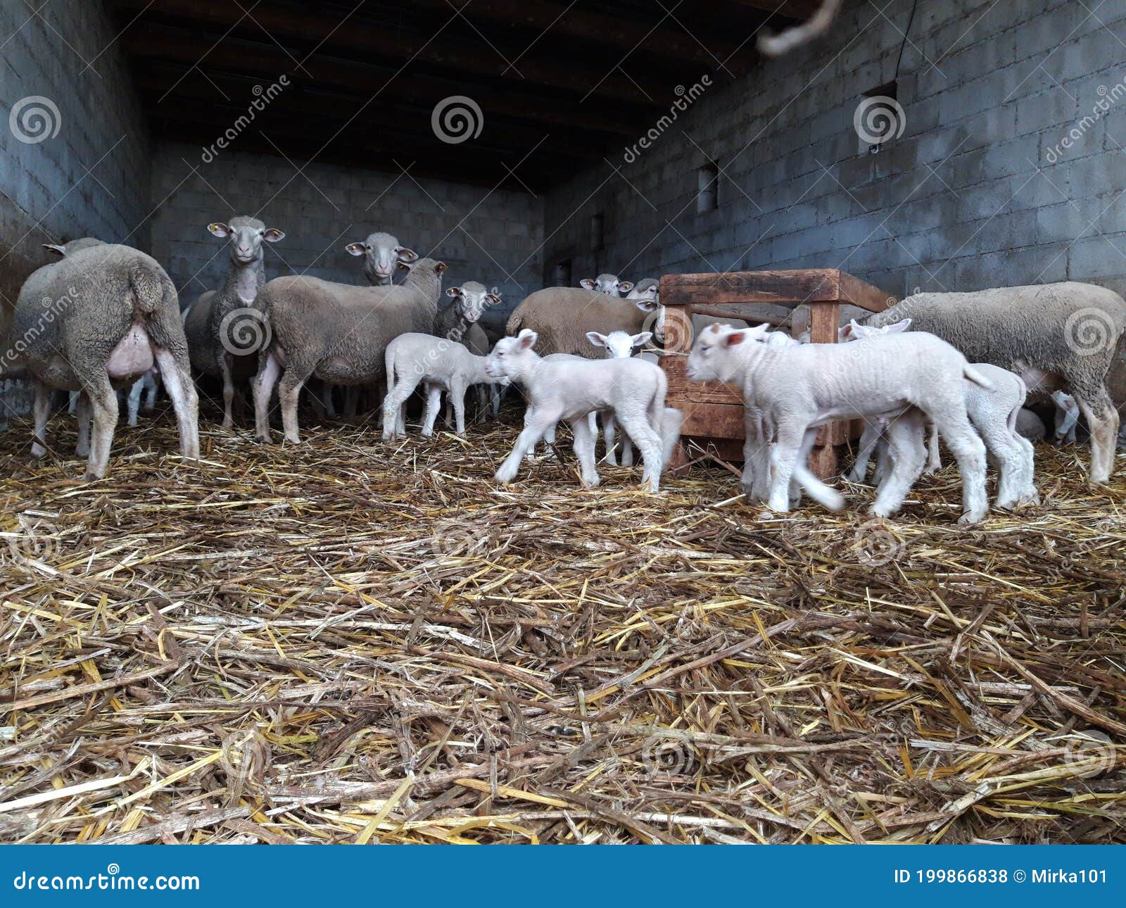 Group of Sheep and Lambs in the Stable. Farm Scene in the Countryside ...