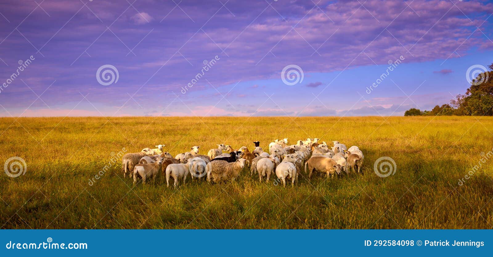 Group of Sheep in a Open Field Stock Photo - Image of meadow ...