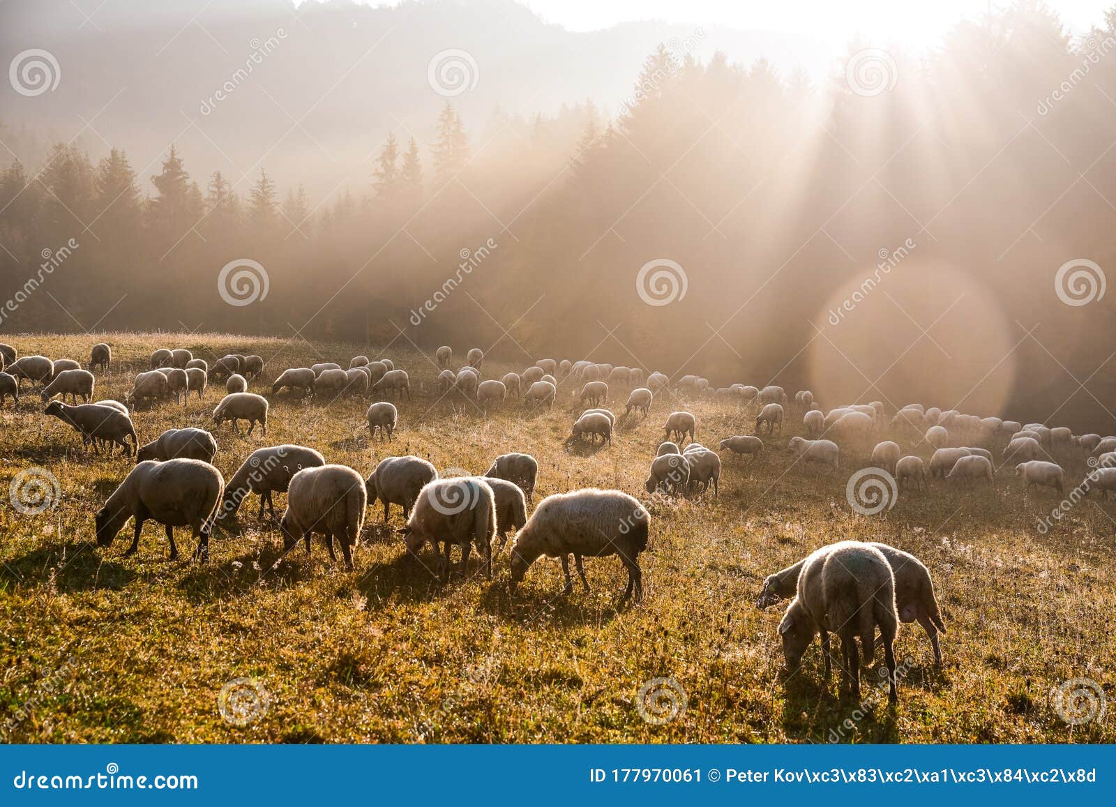Group of Sheep on Pasture in Beautiful Morning Light Stock Image ...