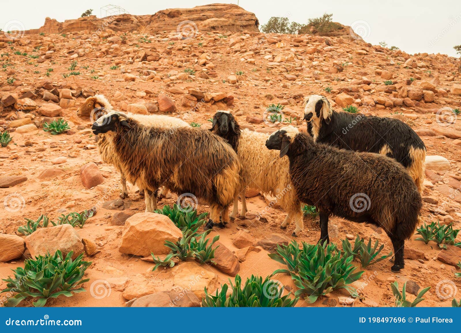 Group of Sheep in Petra, Jordan Stock Photo - Image of bedouin, long ...