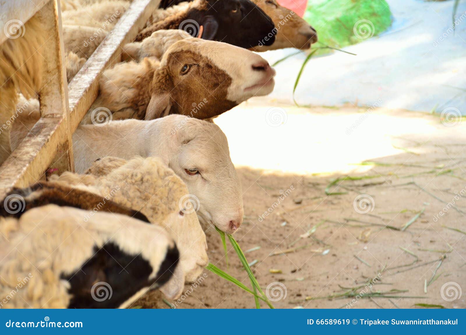 Group of sheep stock image. Image of group, overcast - 66589619