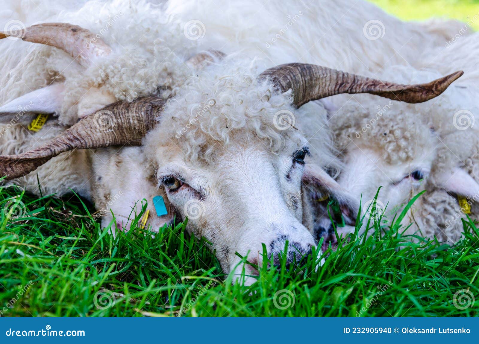 Group of Sheep Resting in the Shade of a Tree Stock Photo - Image of ...