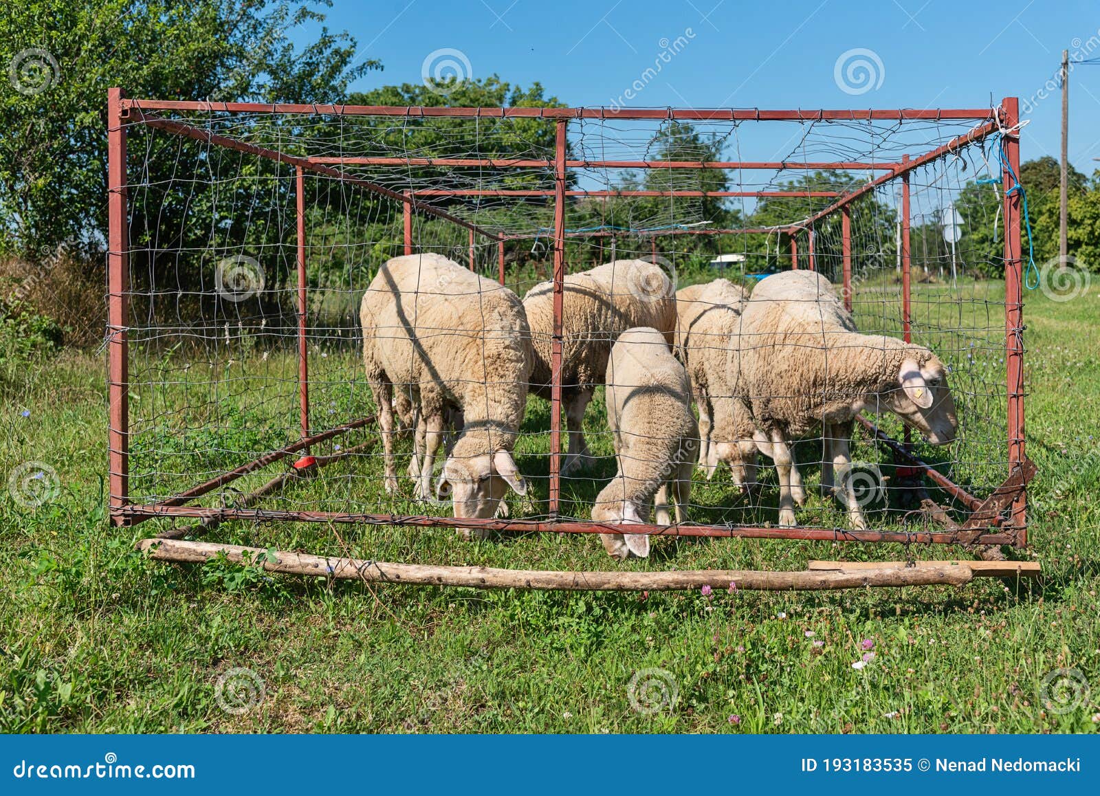 Group of Sheep in Sheepfold. Sheep Graze on the Grass Stock Image ...