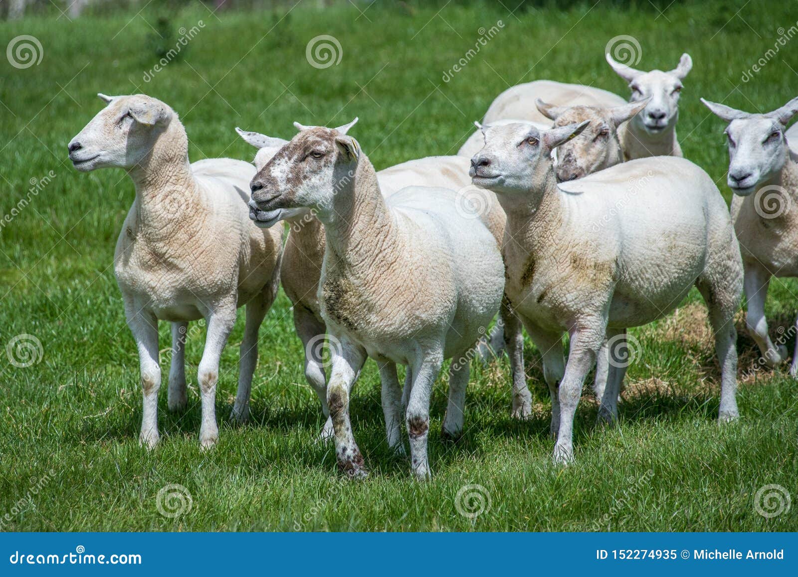 Group of Sheep on a Small Farm Stock Image - Image of lamb, sheep ...