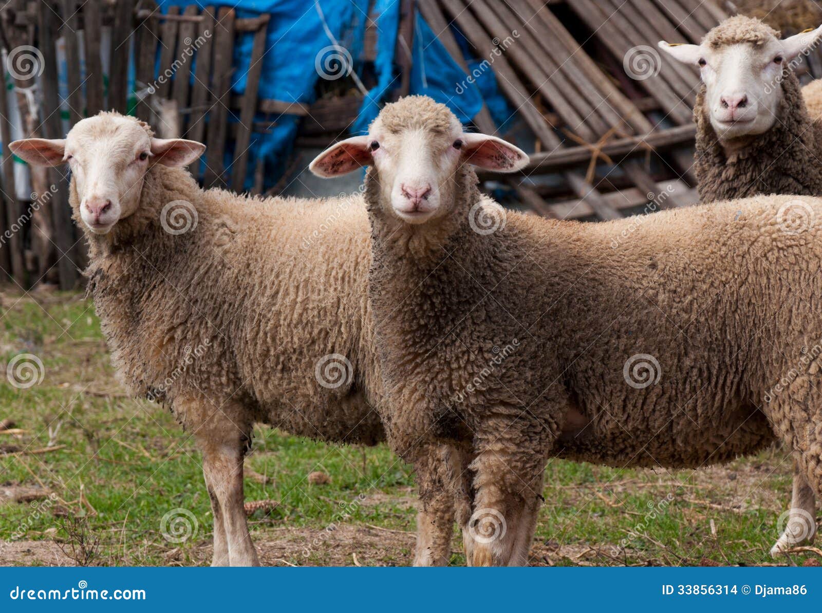 Group of sheep stock photo. Image of gaze, curious, looking - 33856314