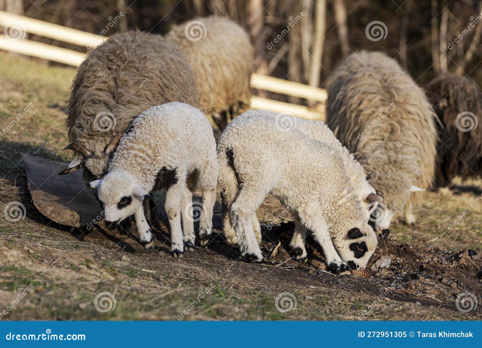 A Group of Sheep are Standing in a Field and One Has a Black Spot Stock ...