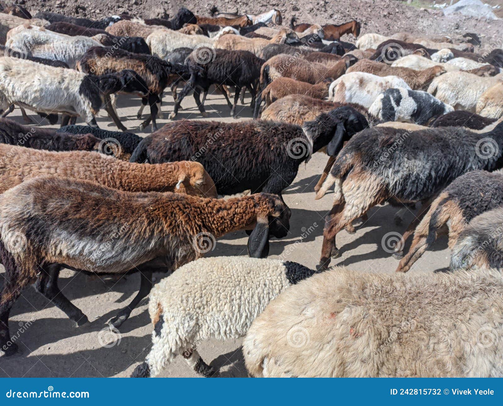 Group of Sheep Travel for Food Stock Photo - Image of mammal, herd ...