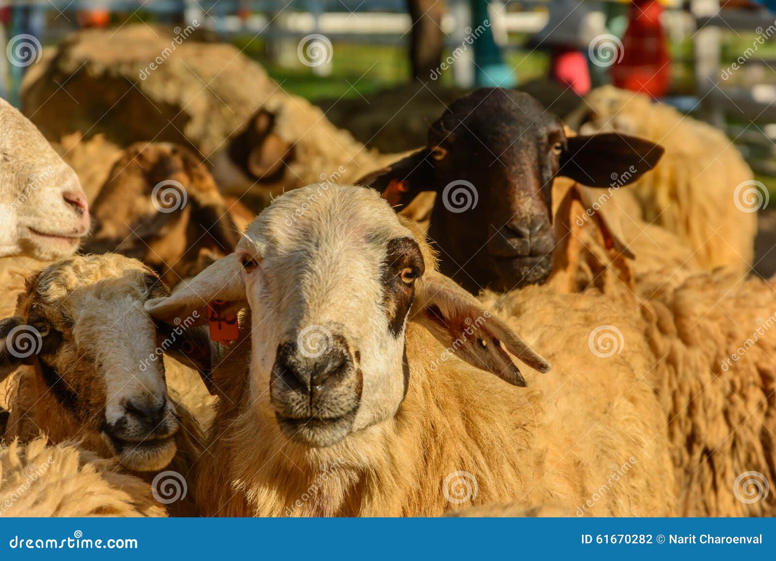 A group of sheeps stock photo. Image of forest, infant - 61670282