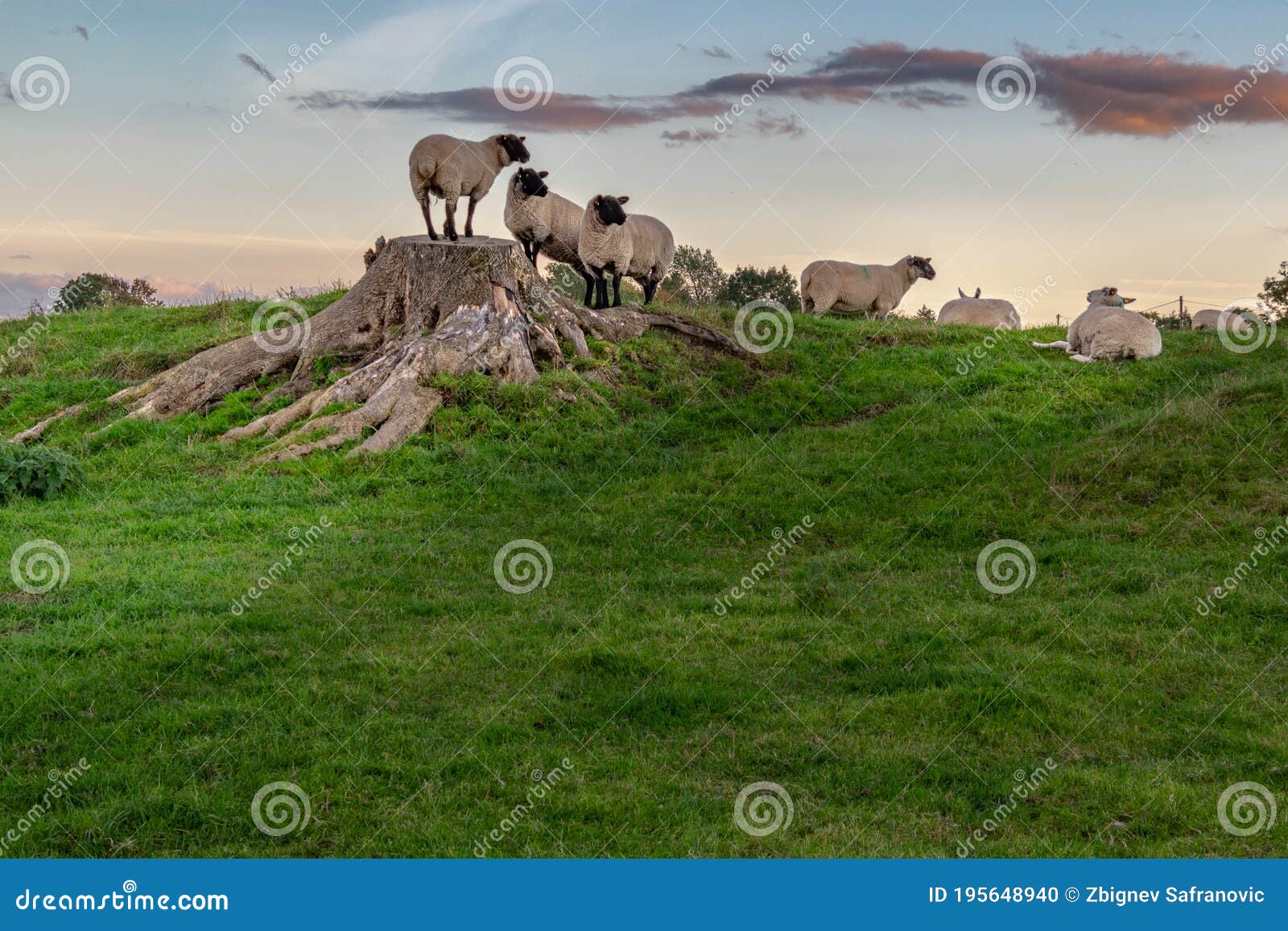 Group of Sheeps Resting on Large Stump at Sunset Stock Photo - Image of ...