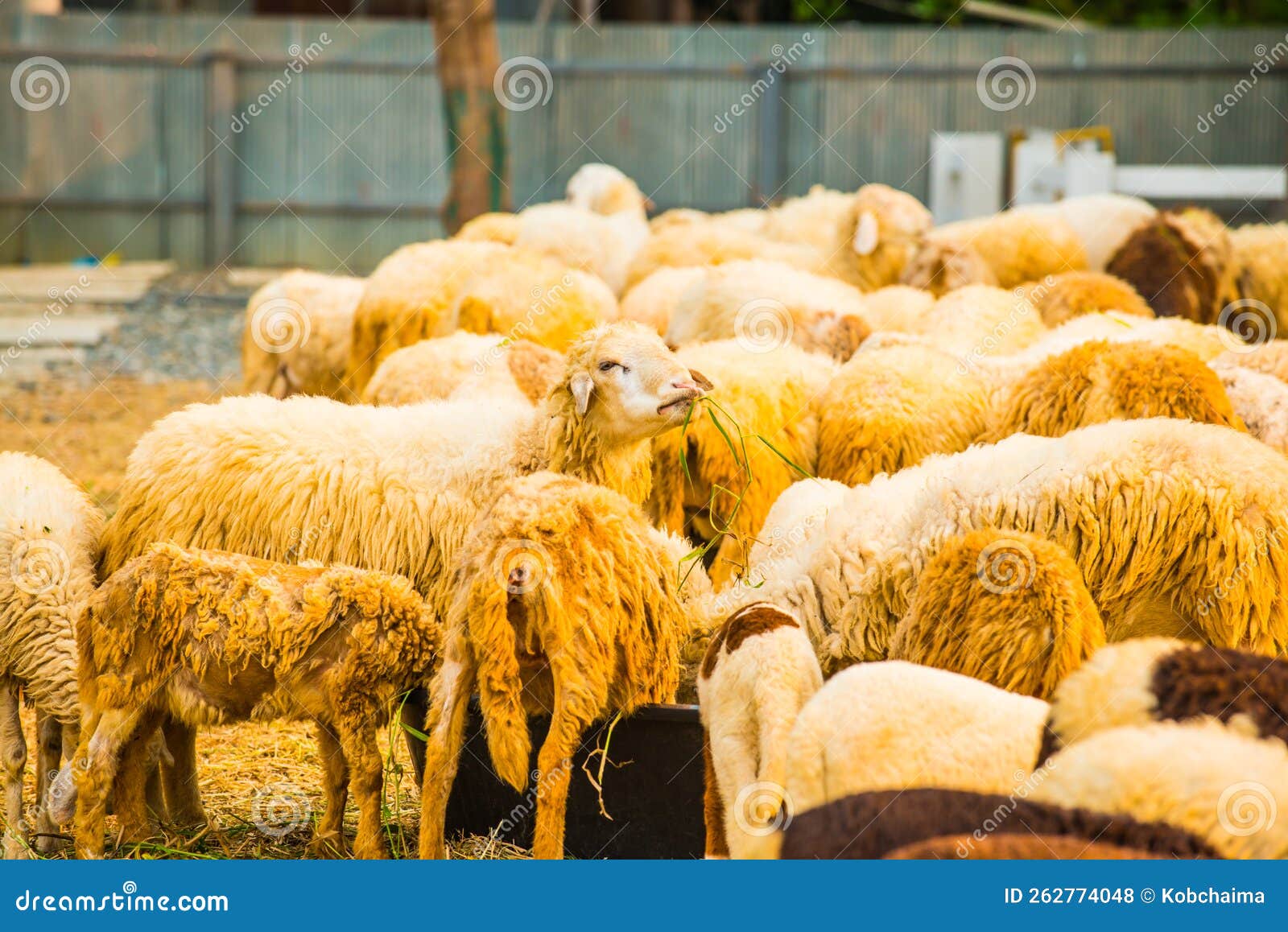 Sheep in Thai farm stock photo. Image of animal, earth - 262774048