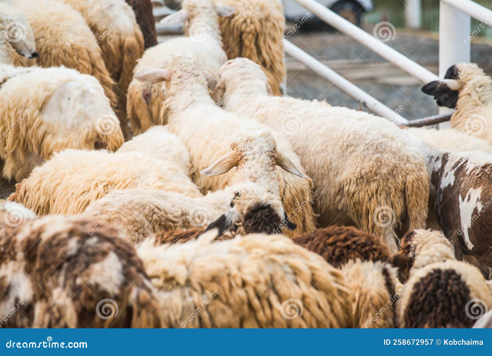 Group of sheeps in farm stock image. Image of mammal - 258672957
