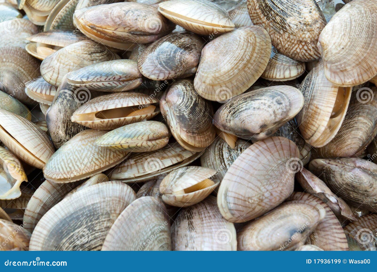 Group of shell stock image. Image of seafood, husk, seashell - 17936199