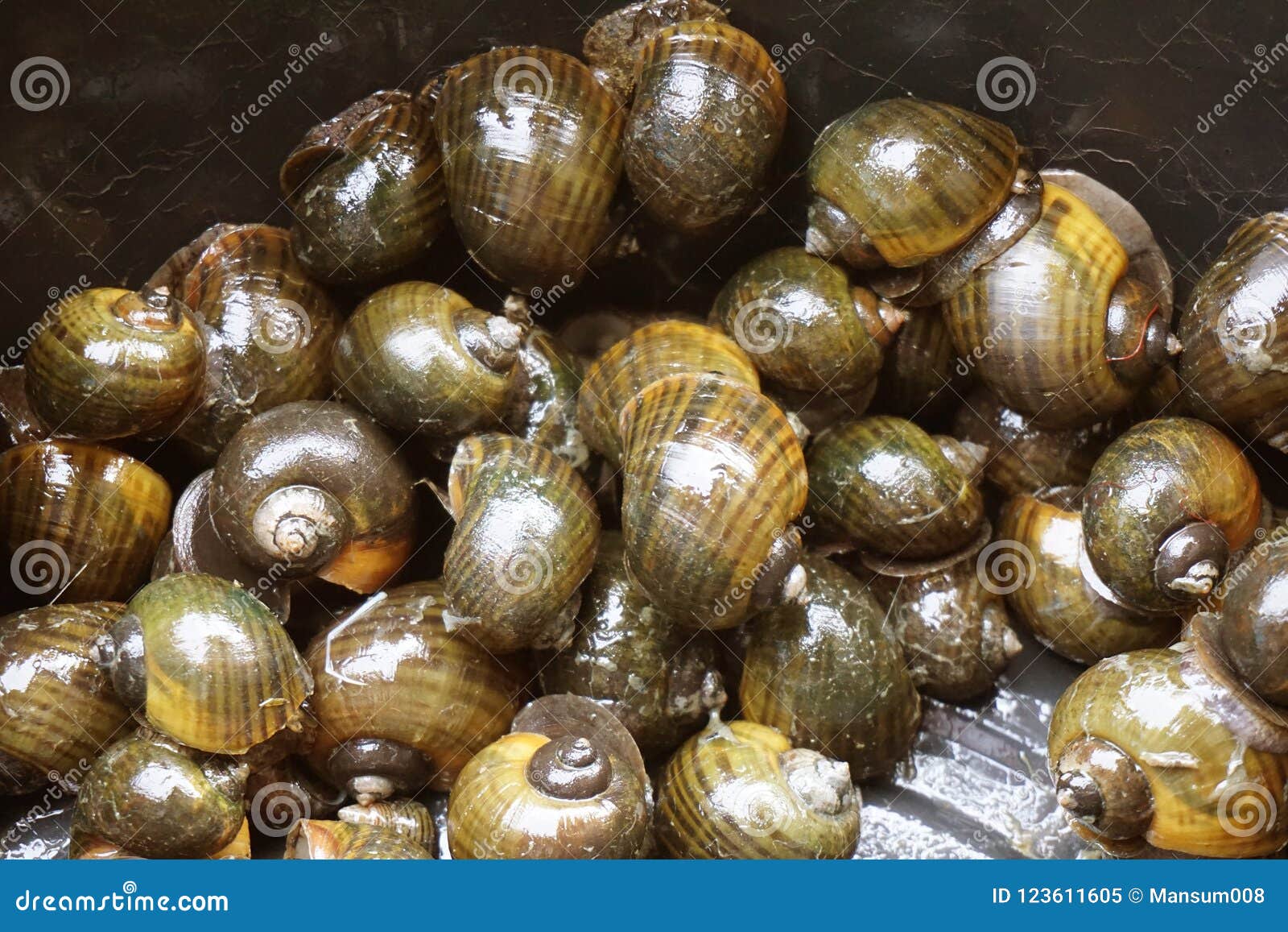 Group shell stock image. Image of ground, nature, closeup - 123611605