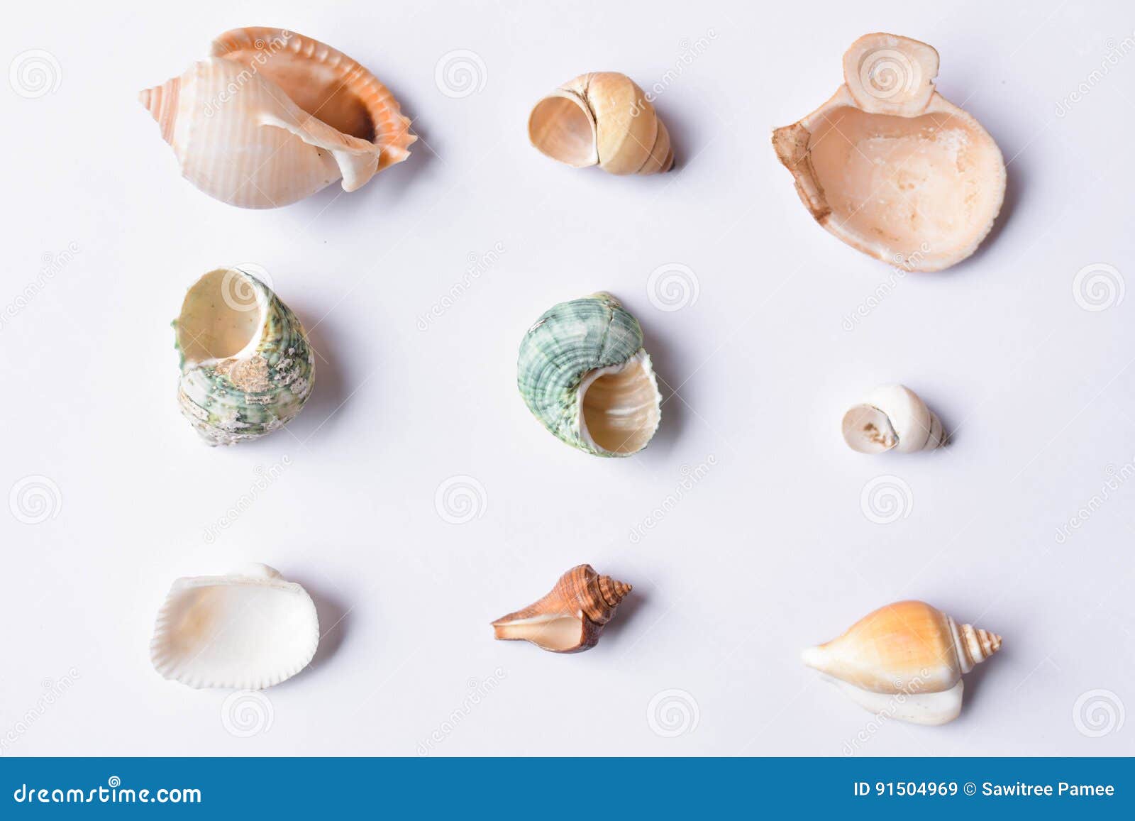 Group of shell on white stock image. Image of background - 91504969