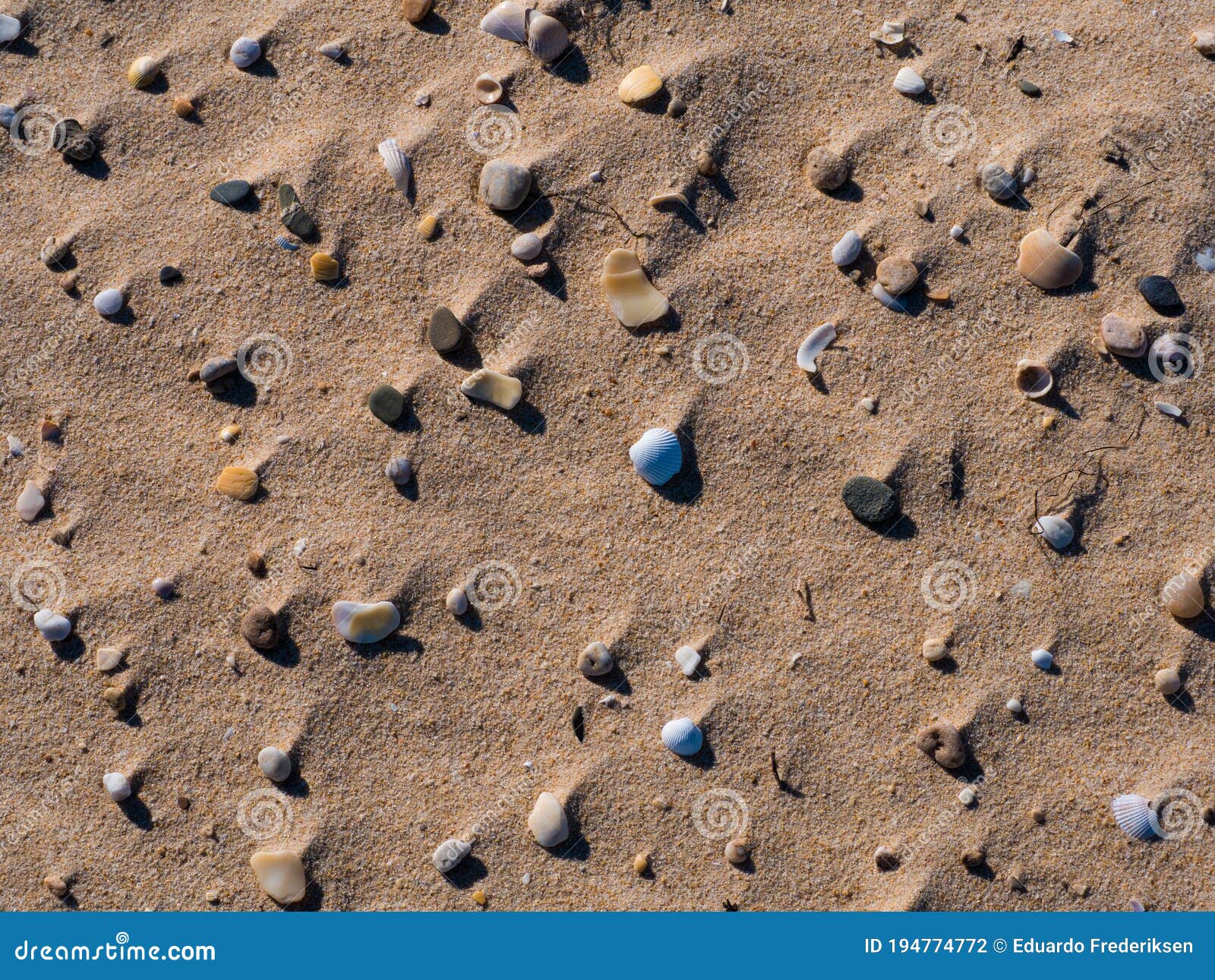 Group of Shells on the Beach Sand with Copy Space Stock Photo - Image ...